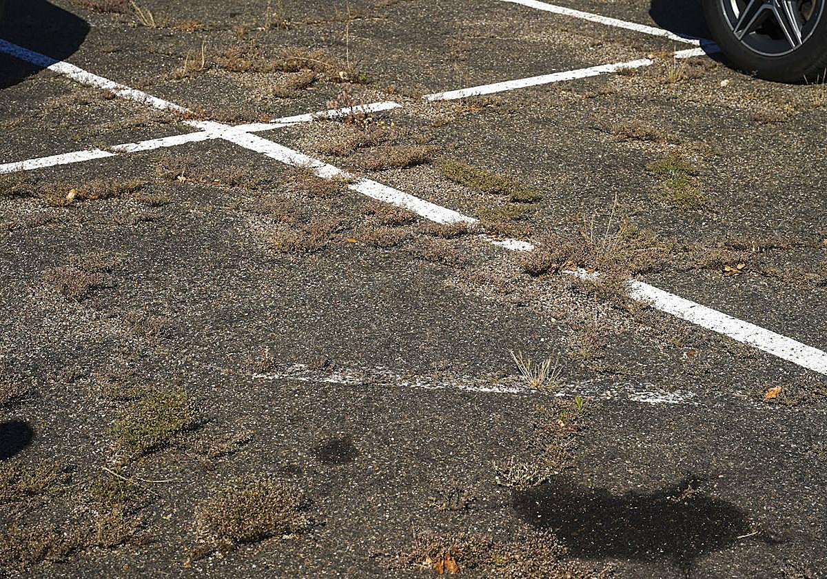 Un parking que 'florece' | La Gaceta de Salamanca