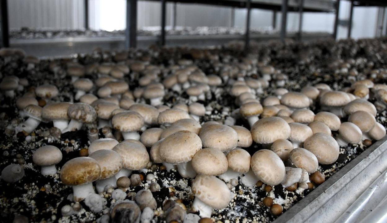 Una investigación para aumentar la productividad en el champiñón | La Rioja