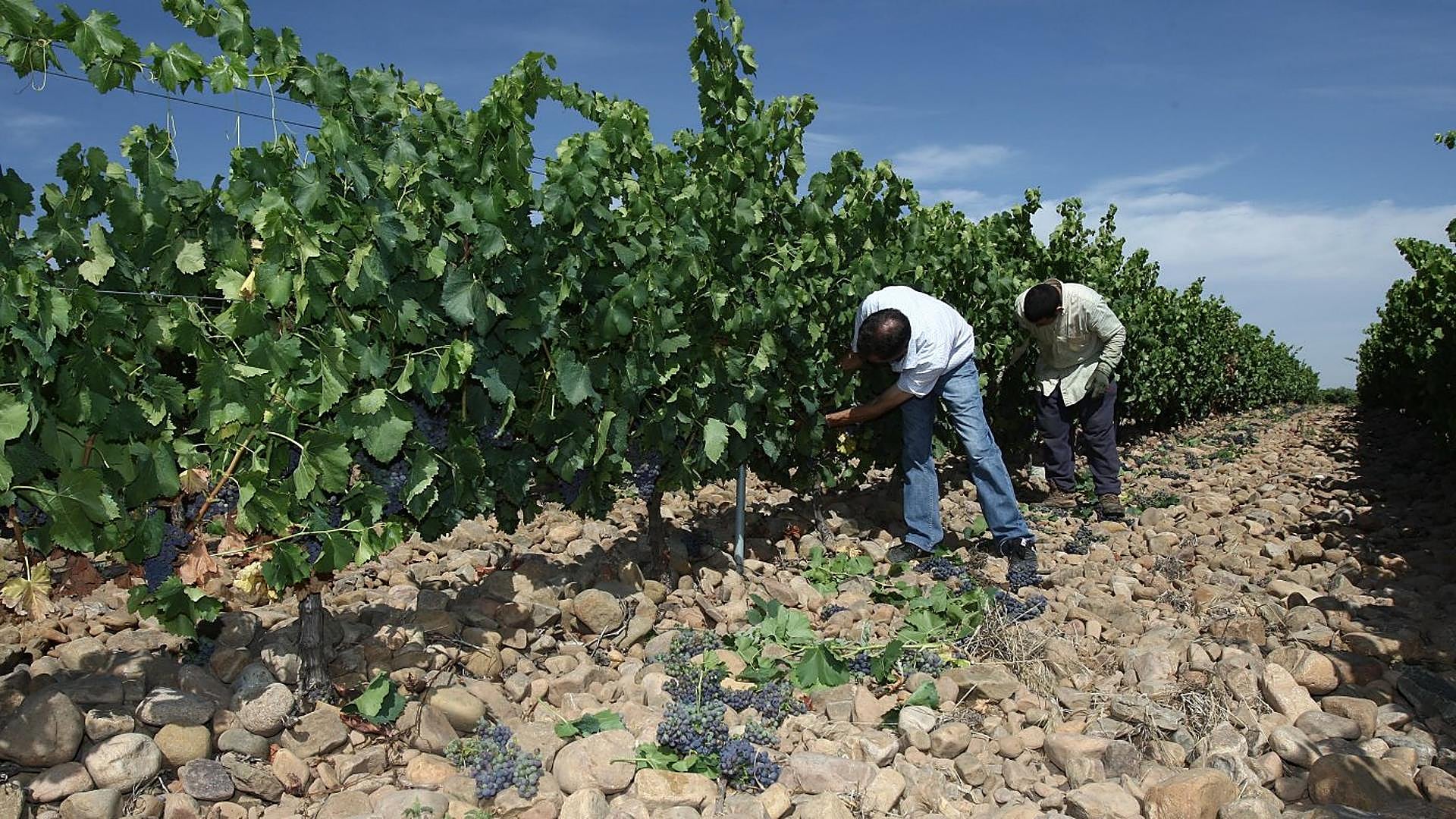 Cosecha en verde: 6.212 peticiones | La Rioja