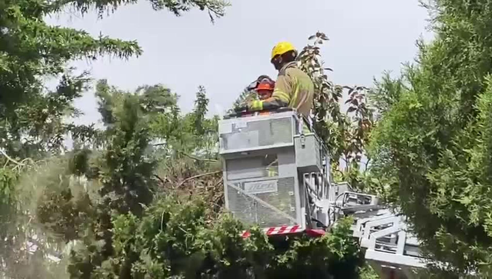 Talado un árbol en la Glorieta por riesgo de caída | La Rioja