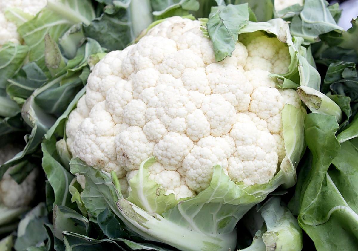 Coliflor: una cosecha con buenas perspectivas | La Rioja