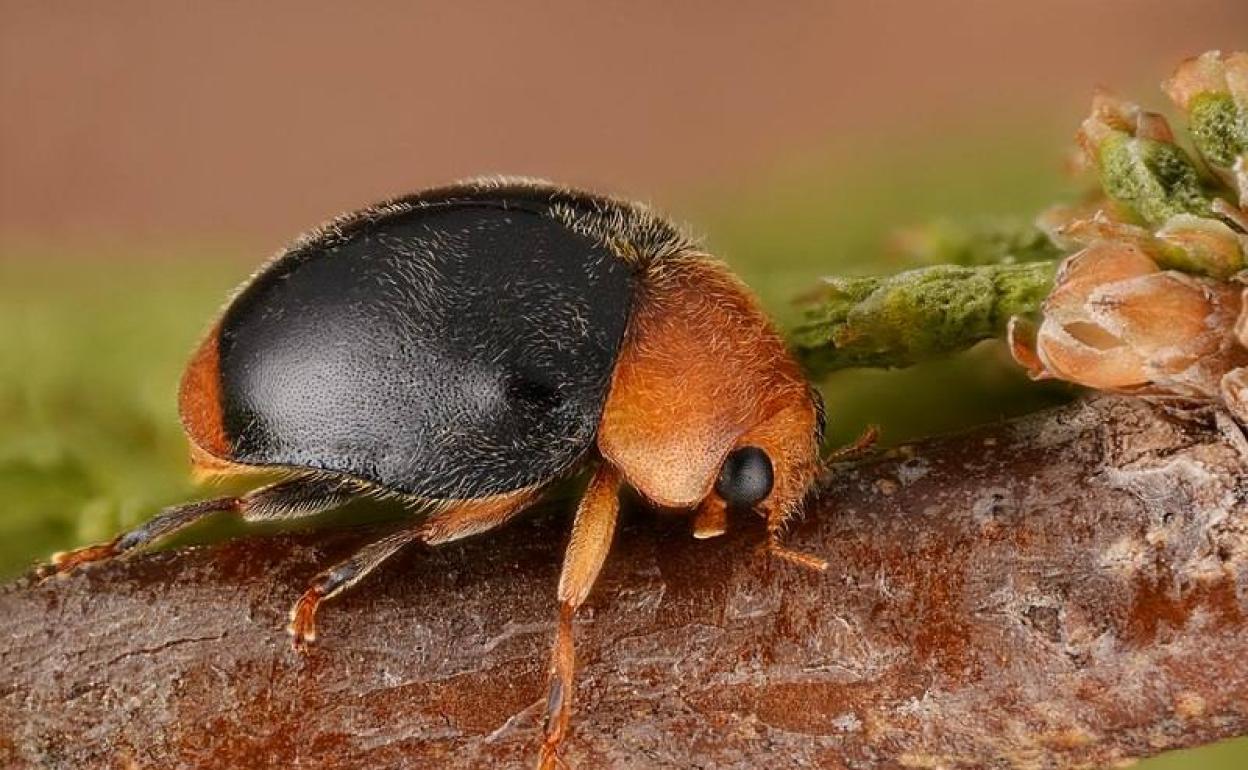 Insectarios privados aguardan ejemplares del parásito del 'cotonet ...