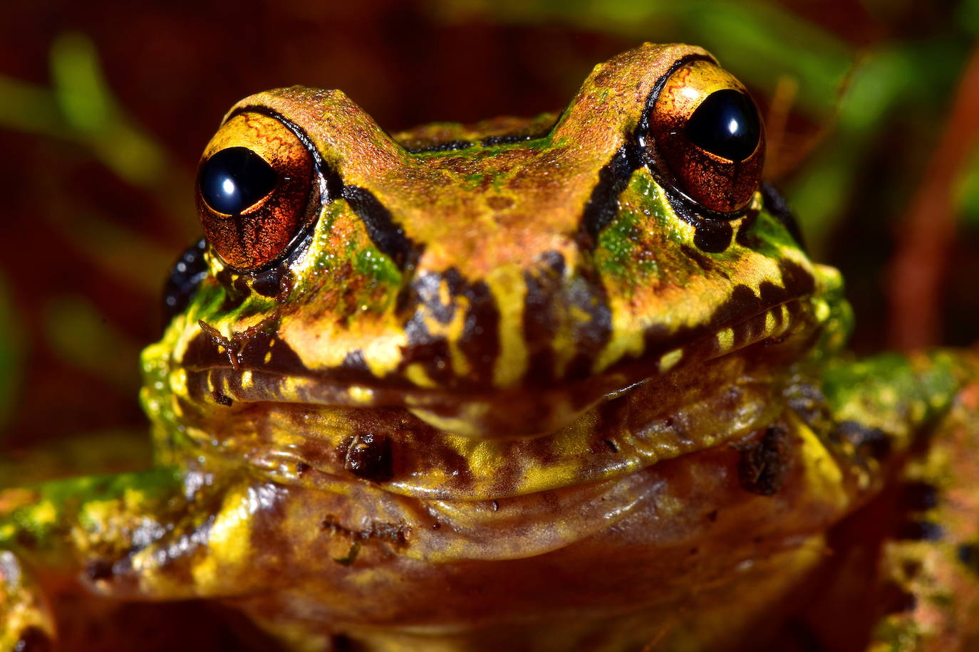 Fotos: Las increíbles especies descubiertas en un valle escondido de ...