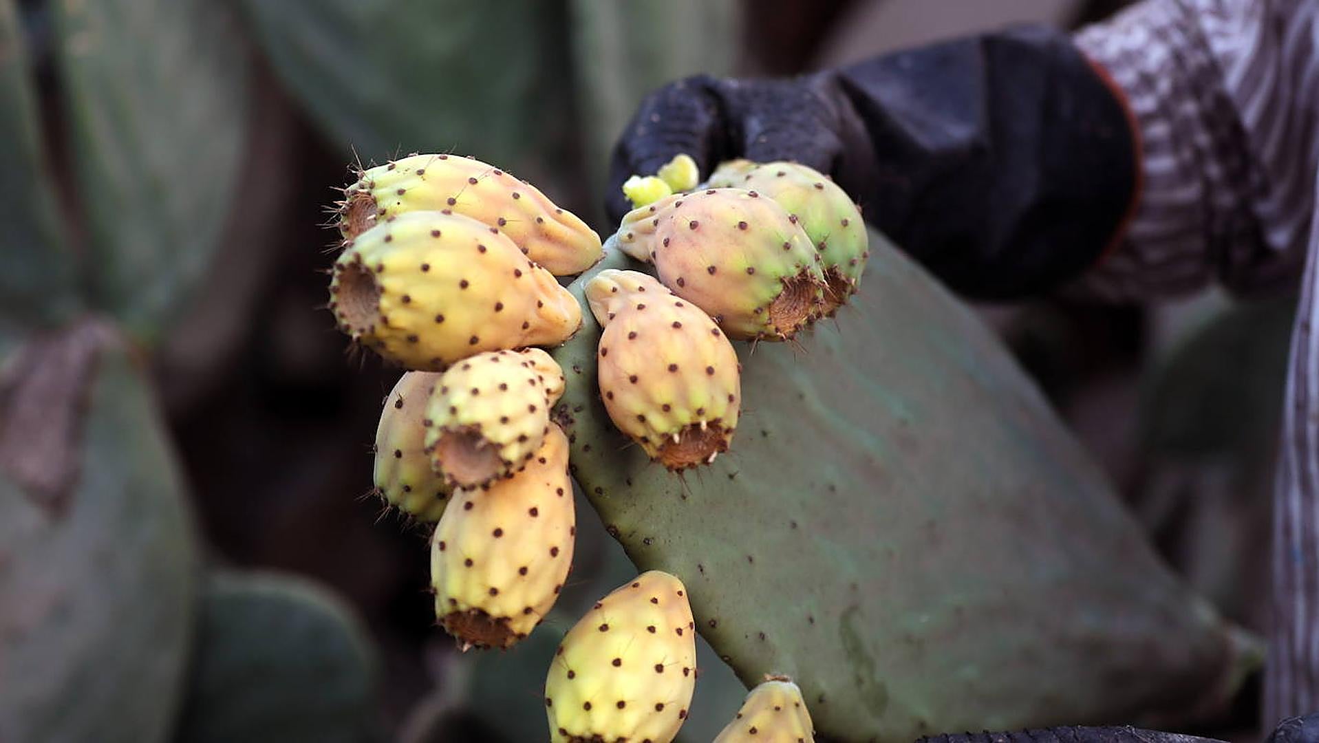 SUPERALIMENTO: Higo chumbo | El superalimento que regula el azúcar, el ...
