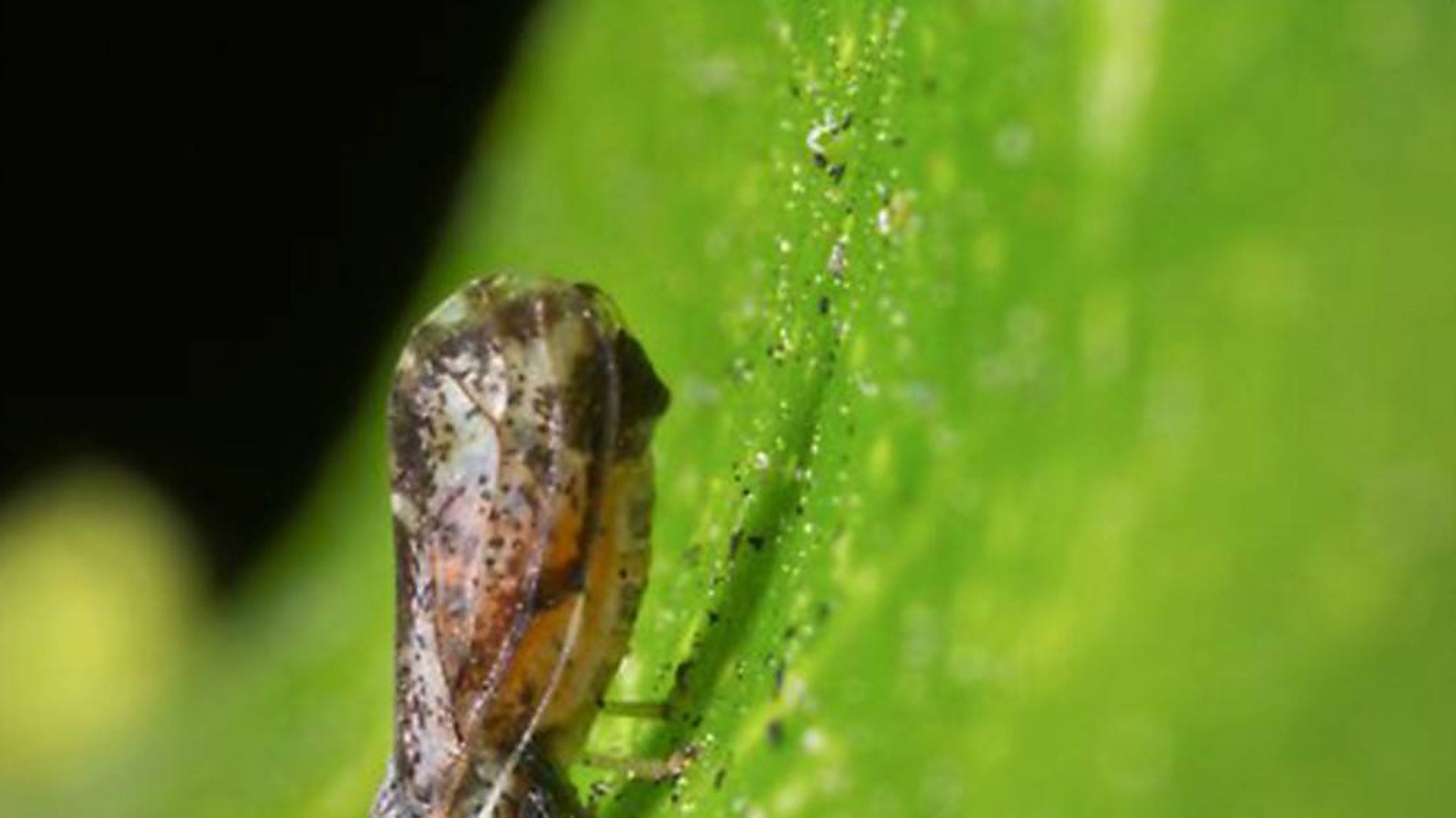 Dragón amarillo:un insecto portador de la plaga más letal para los ...