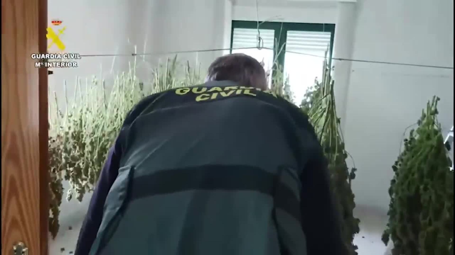 Detenidas tres personas por el cultivo de una plantación de marihuana con más de 9.000 plantas ...