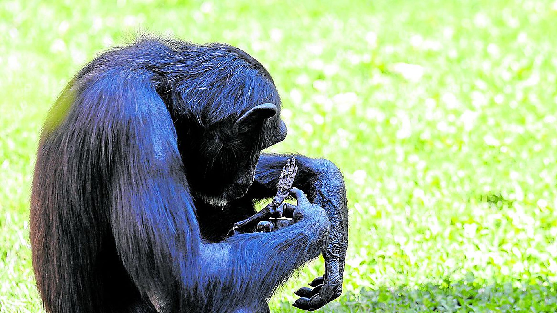 Bioparc Valencia | una de las chimpancés lleva en brazos el cadáver de ...