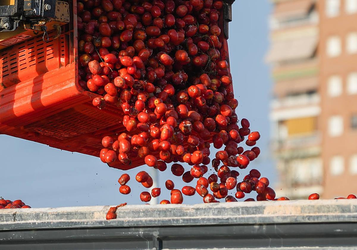 Normas Tomatina de Buñol | ¿Cuáles son las reglas para participar en la ...
