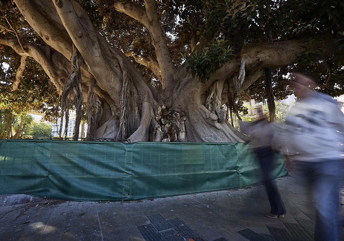 Ficus Parterre Valencia | Al rescate, ahora sí, del ficus del Parterre ...