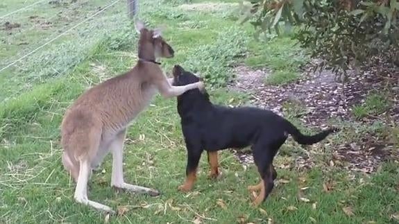Un perro y un canguro juegan como amigos | Las Provincias