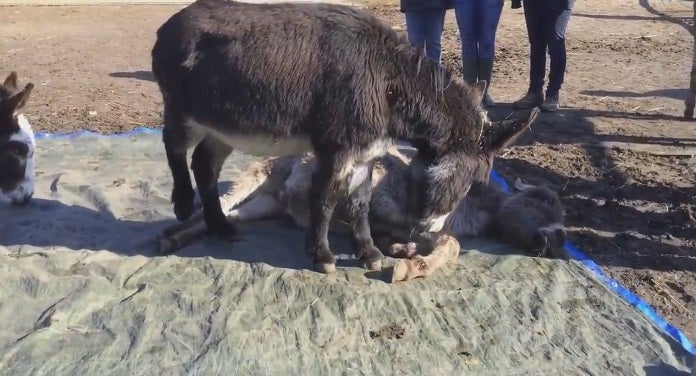 Los burros que lloran la muerte de su compañero | Las Provincias