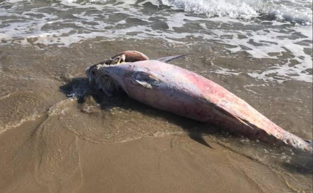Aparece muerto en una playa de La Manga un atún de casi dos metros | La ...