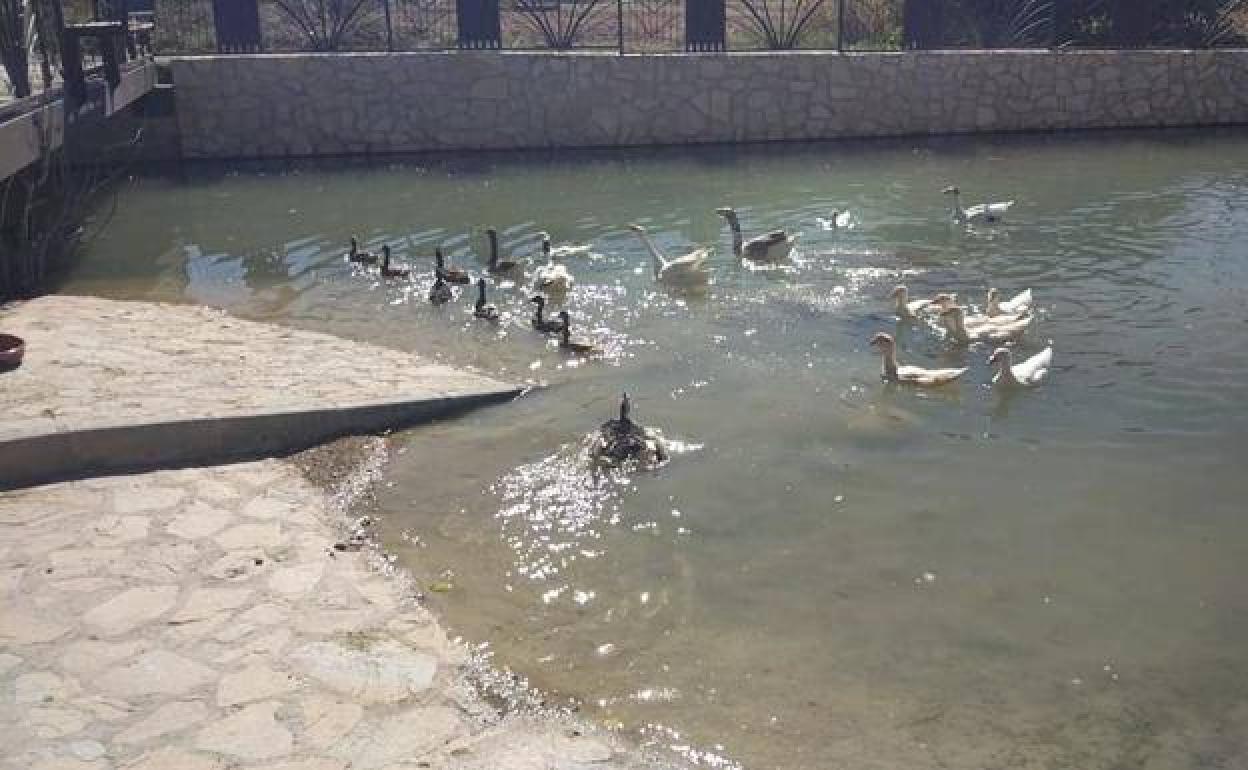 El estanque de Doña Inés de Lorca recibe una remodelación para retirar ...