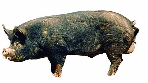 Un marrano de buena cuna | La Verdad