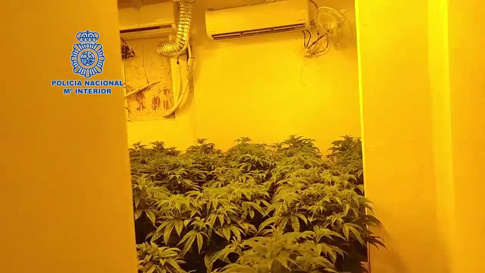 La Policía Nacional desmantela dos plantaciones de marihuana en Alcantarilla | La Verdad