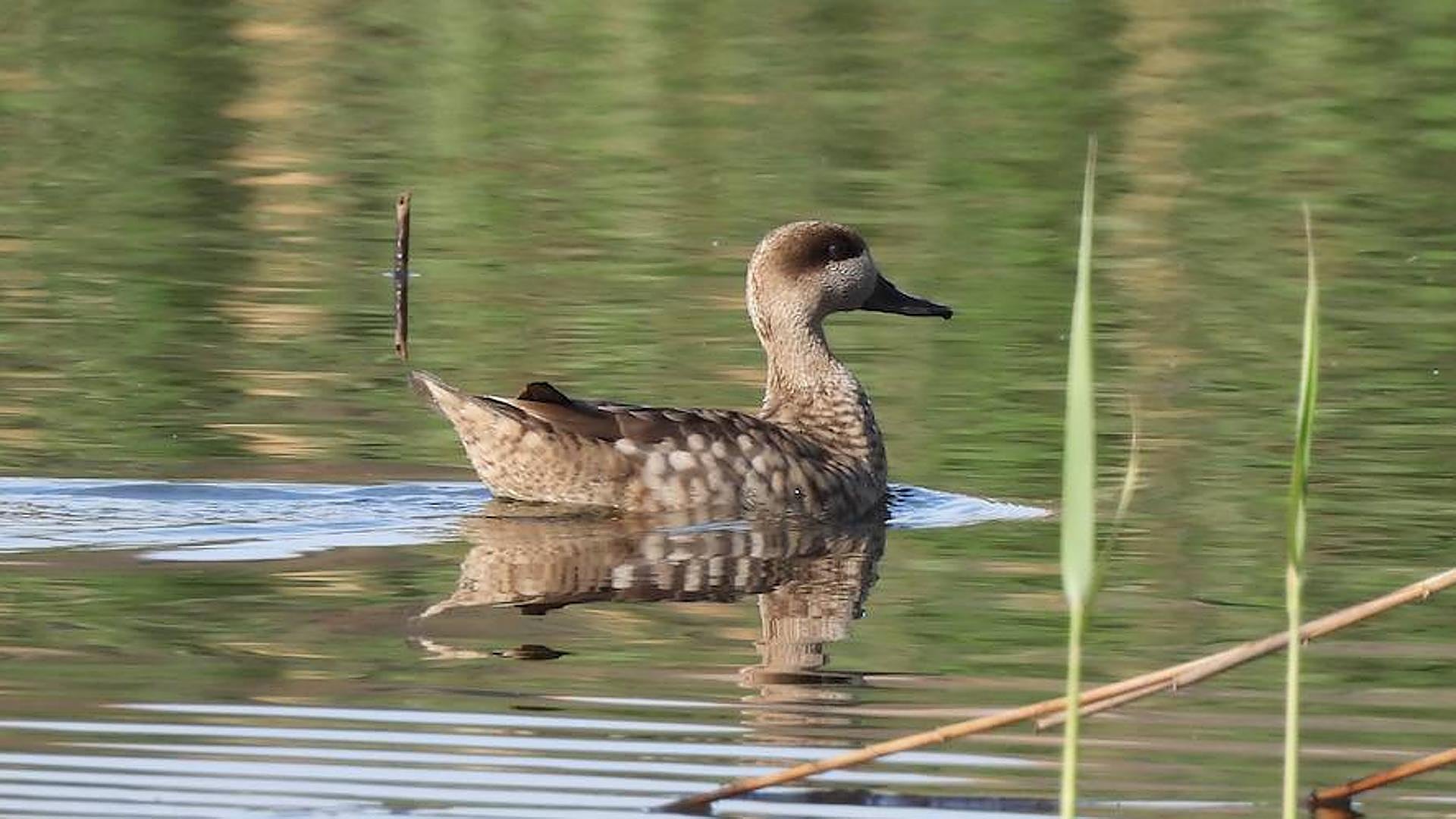 Liberan en Mazarrón 20 cercetas pardillas, la especie de pato más ...