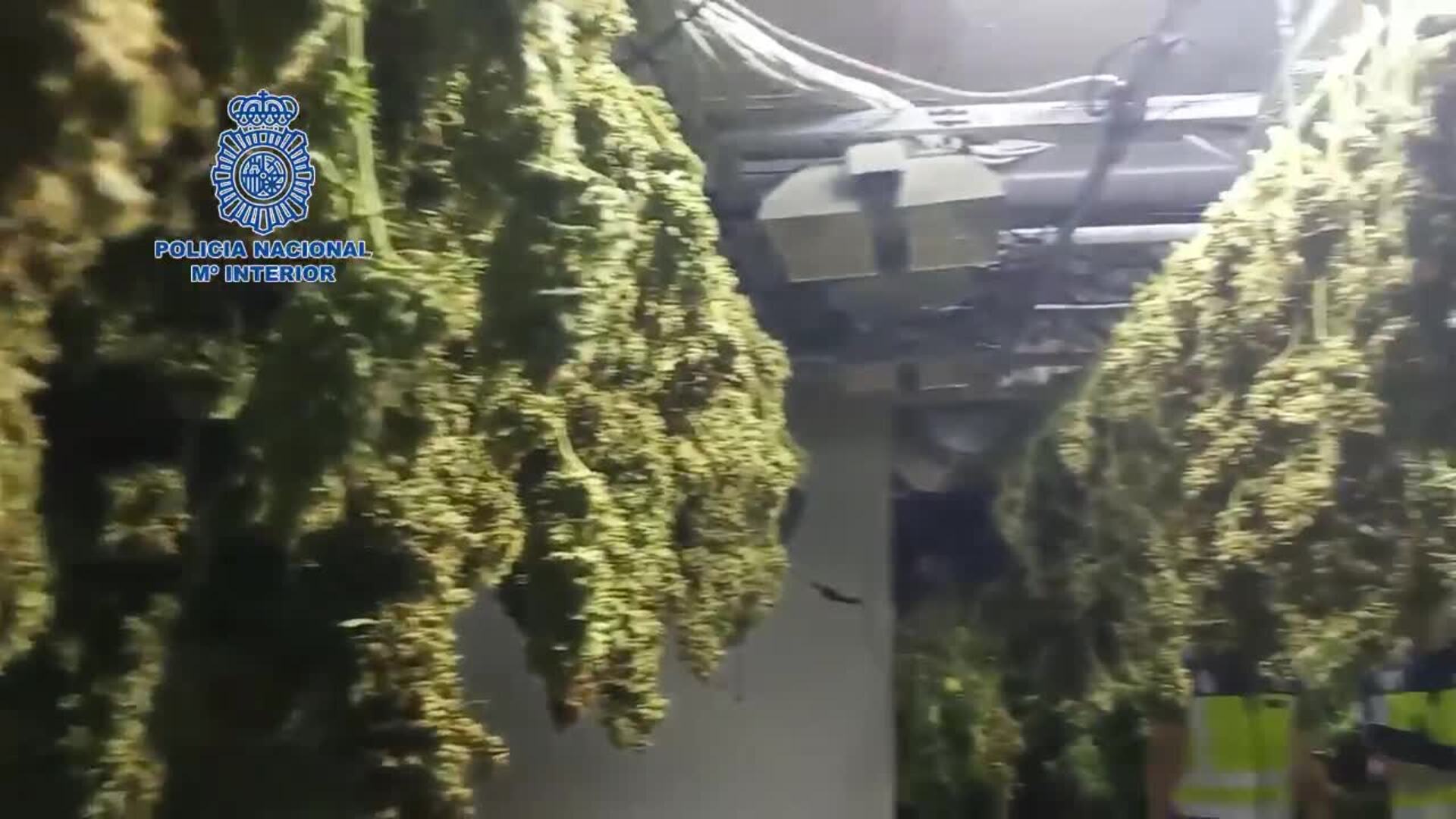 Desmanteladas ocho plantaciones de marihuana en la Región de Murcia | La Verdad