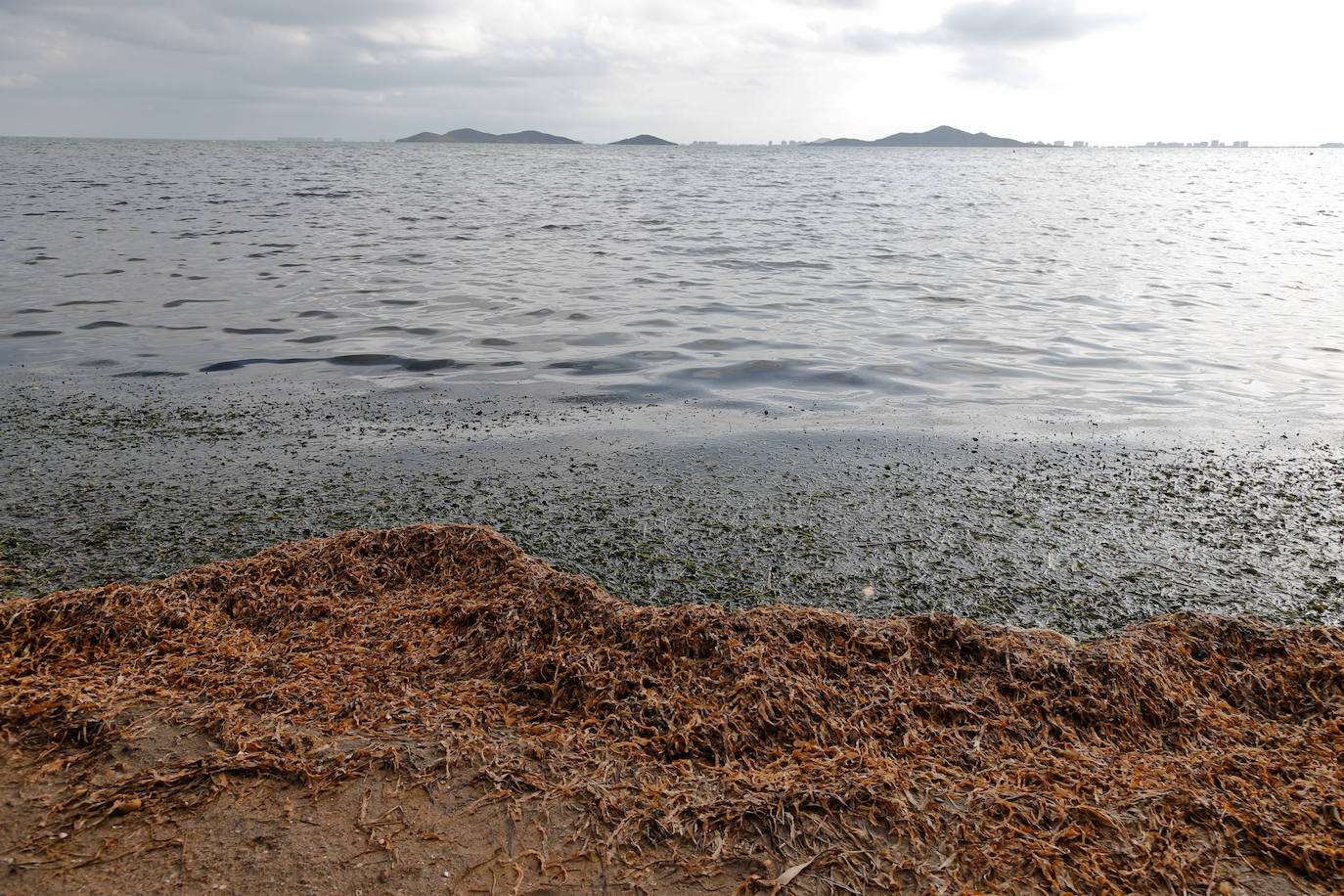 El Mar Menor se llena de algas y mal olor | La Verdad