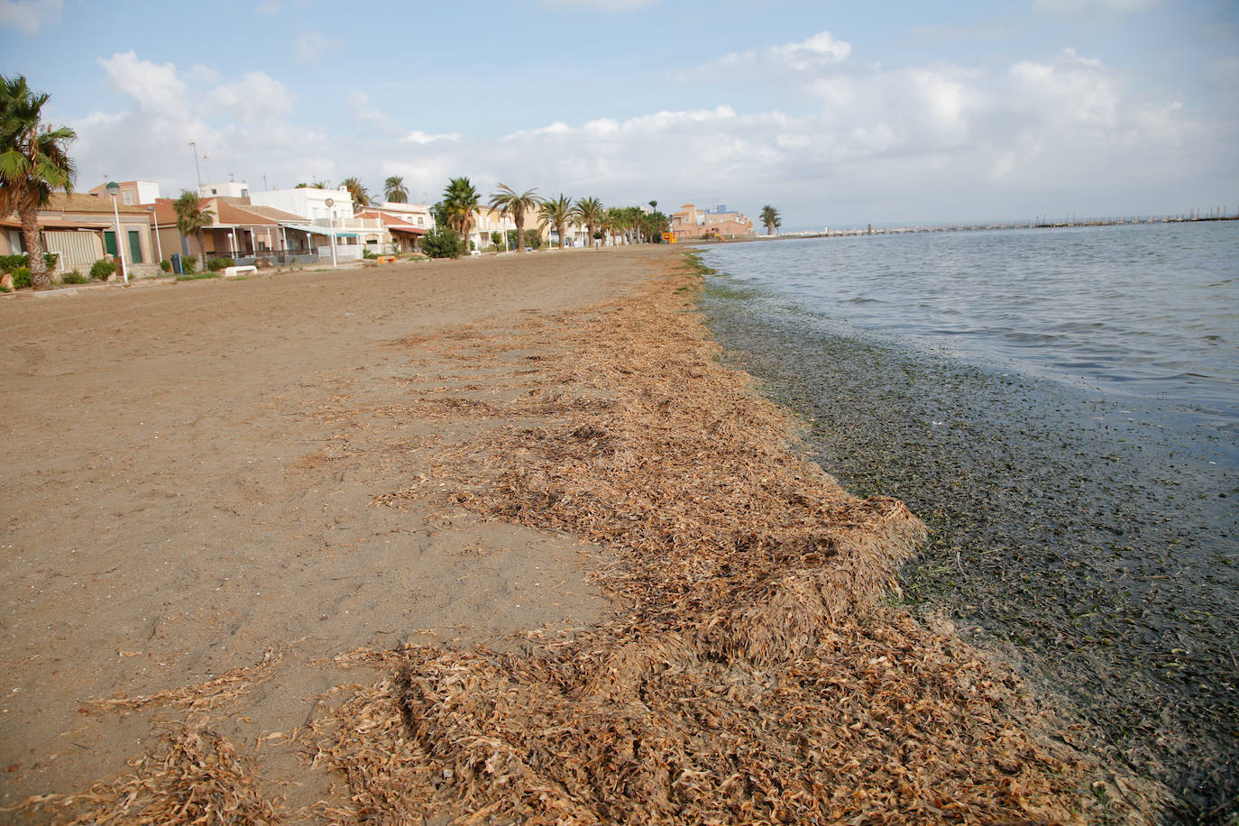 El Mar Menor se llena de algas y mal olor | La Verdad