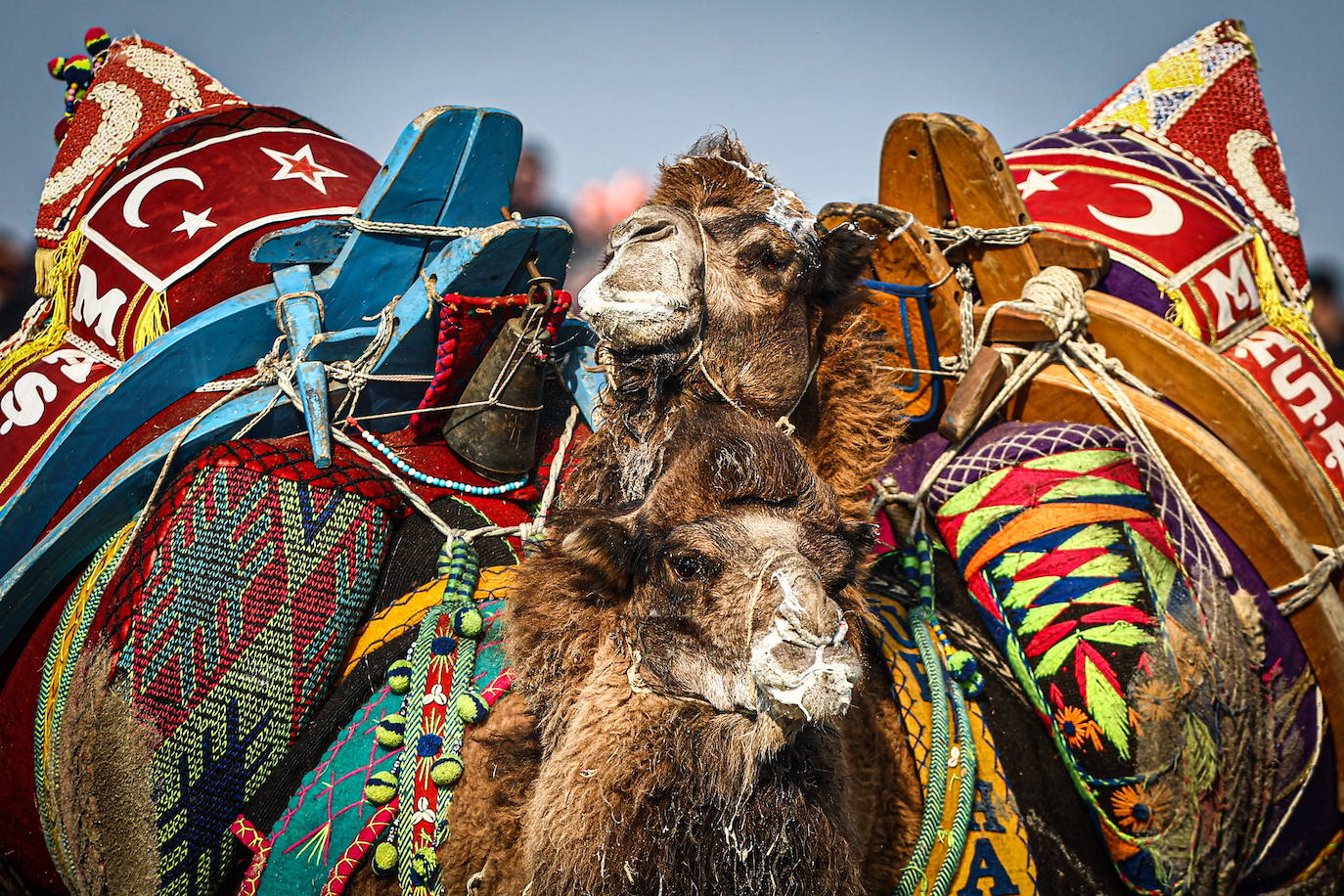 Fotos: Lucha de Camellos | La Verdad