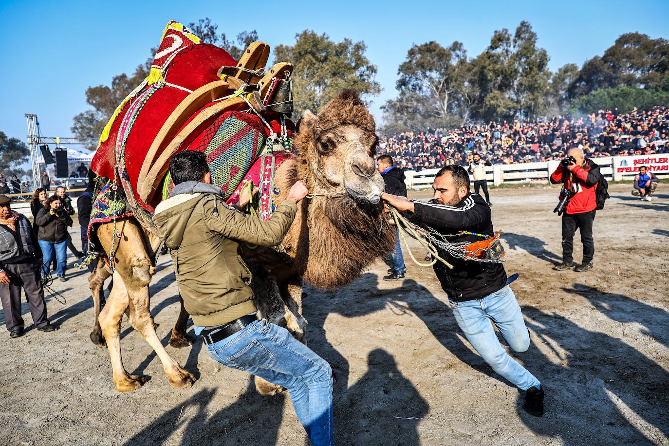 Fotos: Lucha de Camellos | La Verdad
