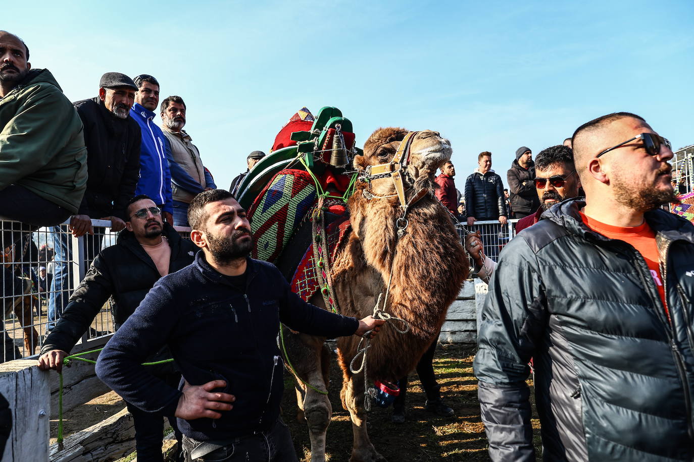 Fotos: Lucha de Camellos | La Verdad