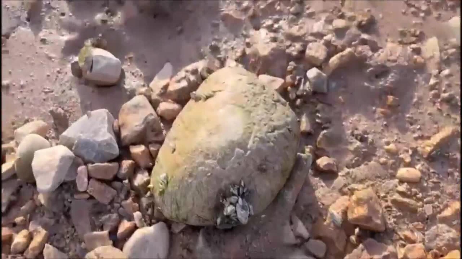 Mejillones cebra en el pantano del Talave | La Verdad