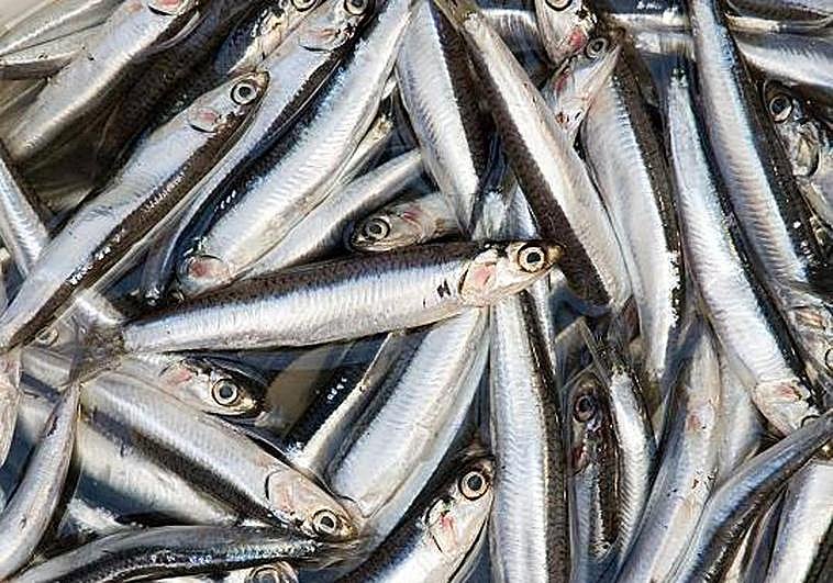 El boquerón, pequeño gran pez | La Verdad