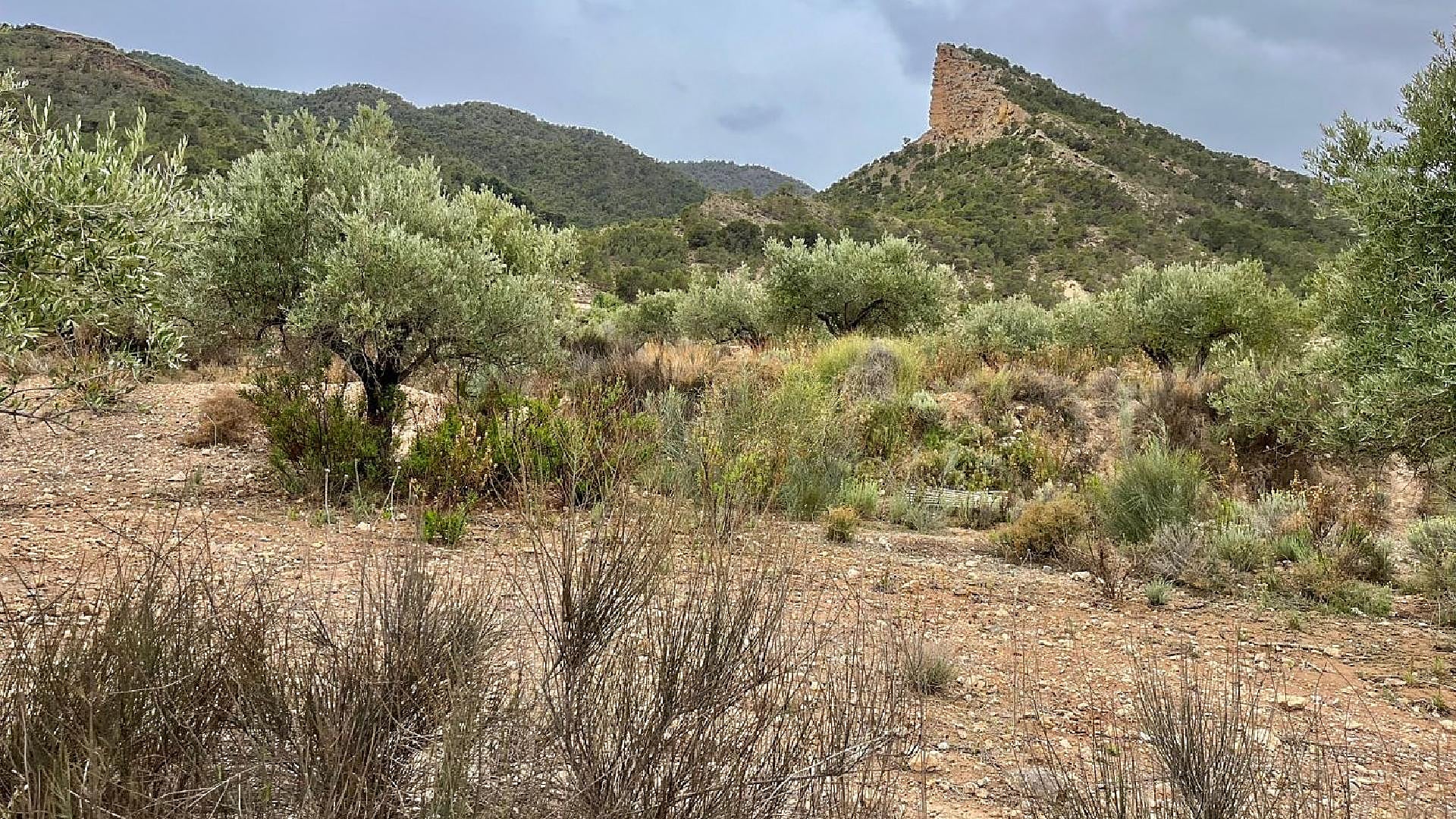 La Quinquilla se apunta a la custodia del territorio | La Verdad