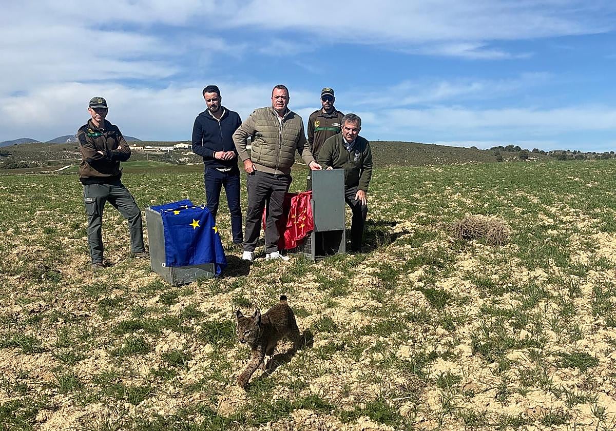 El Gobierno regional libera cuatro nuevos linces ibéricos en las ...