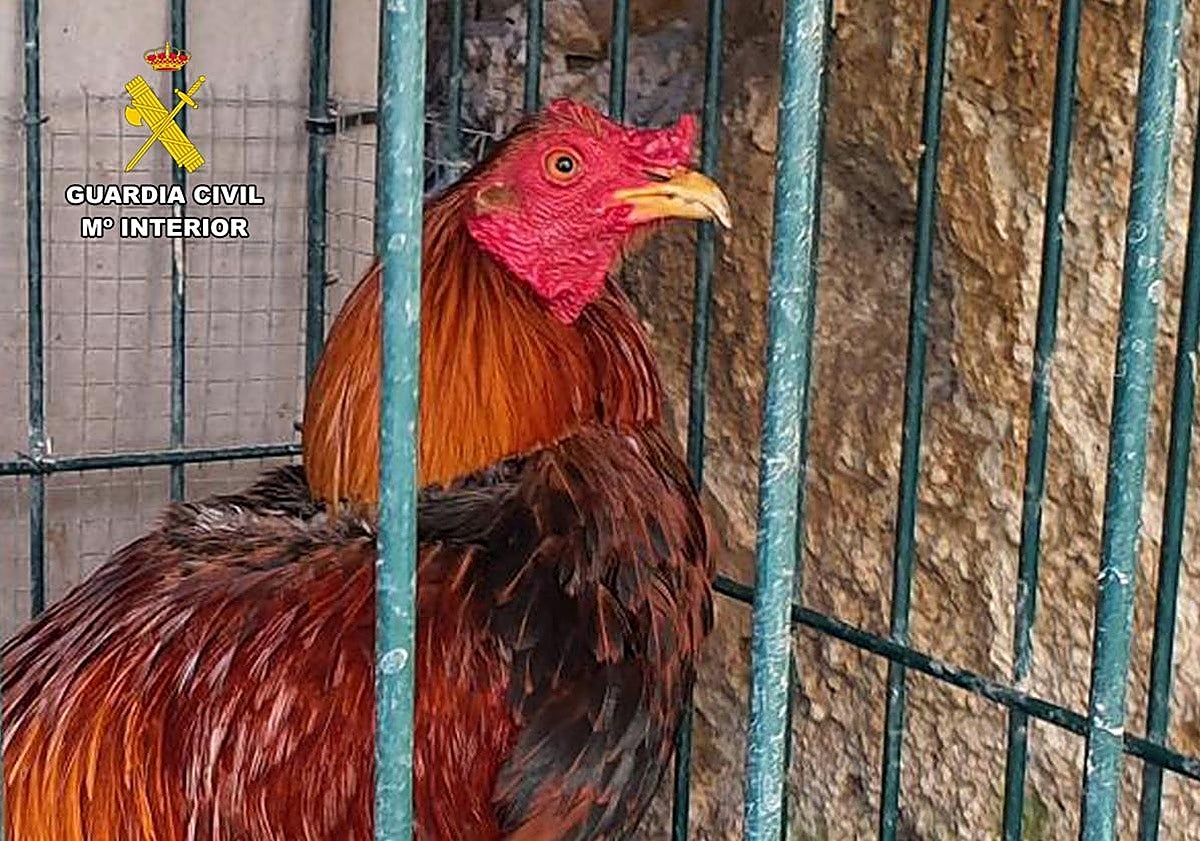 Dos investigados por la mutilación de gallos de pelea en Cieza | La Verdad
