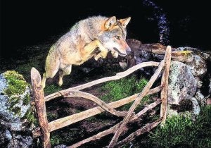 Un lobo de pega | La Verdad