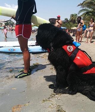 'Bruno', el perro socorrista | La Verdad