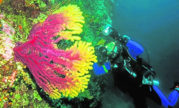 El 13% de las especies de antozoos del Mediterráneo, en peligro de ...