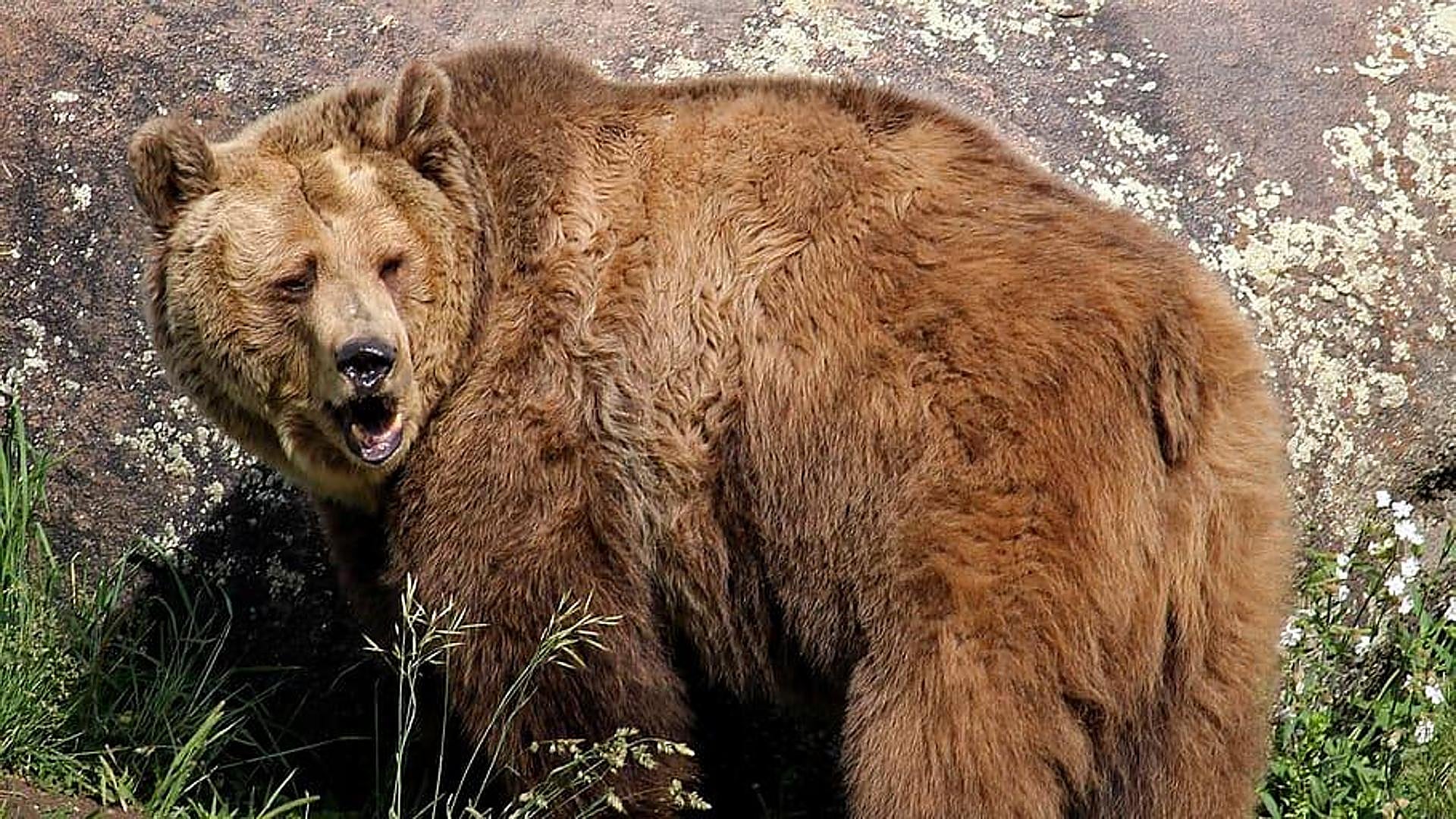 El catedrático emérito Jon Swenson imparte dos charlas esta semana en ...