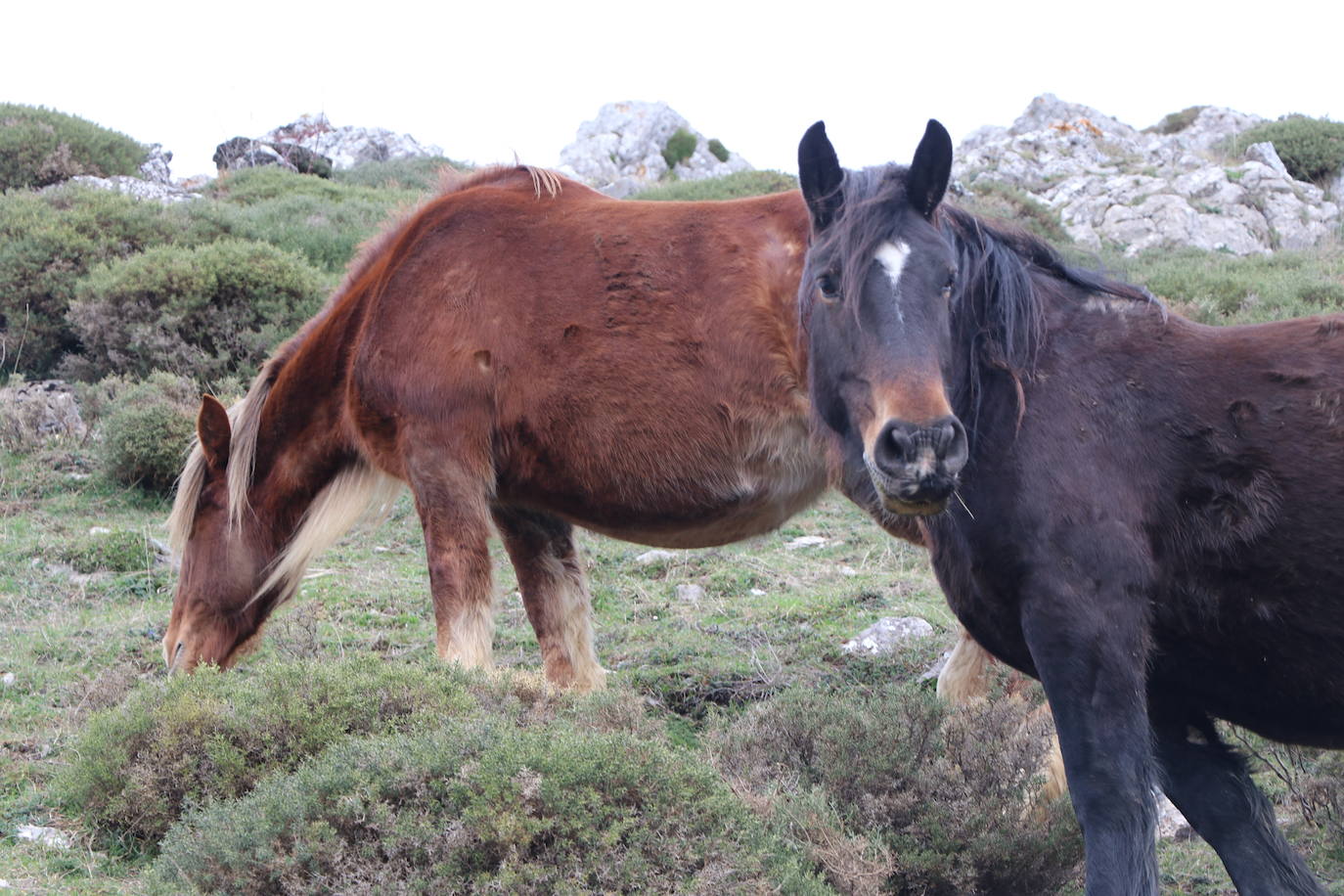 Los pastos de Babia se llenan de hisptano-bretón | leonoticias.com