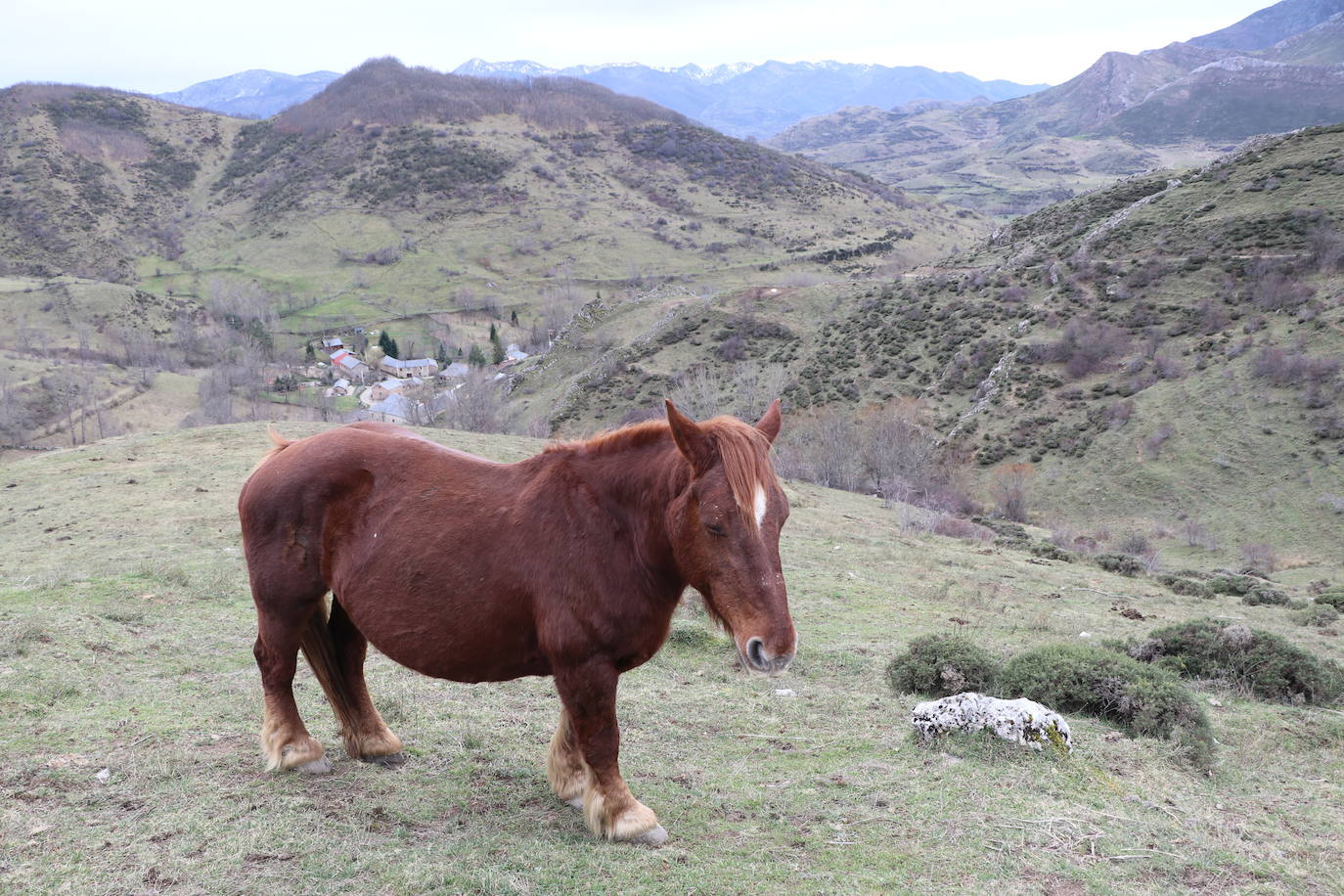 Los pastos de Babia se llenan de hisptano-bretón | leonoticias.com
