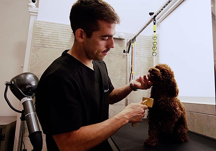 Don perrin, la peluquería canina donde cada peludo es especial ...