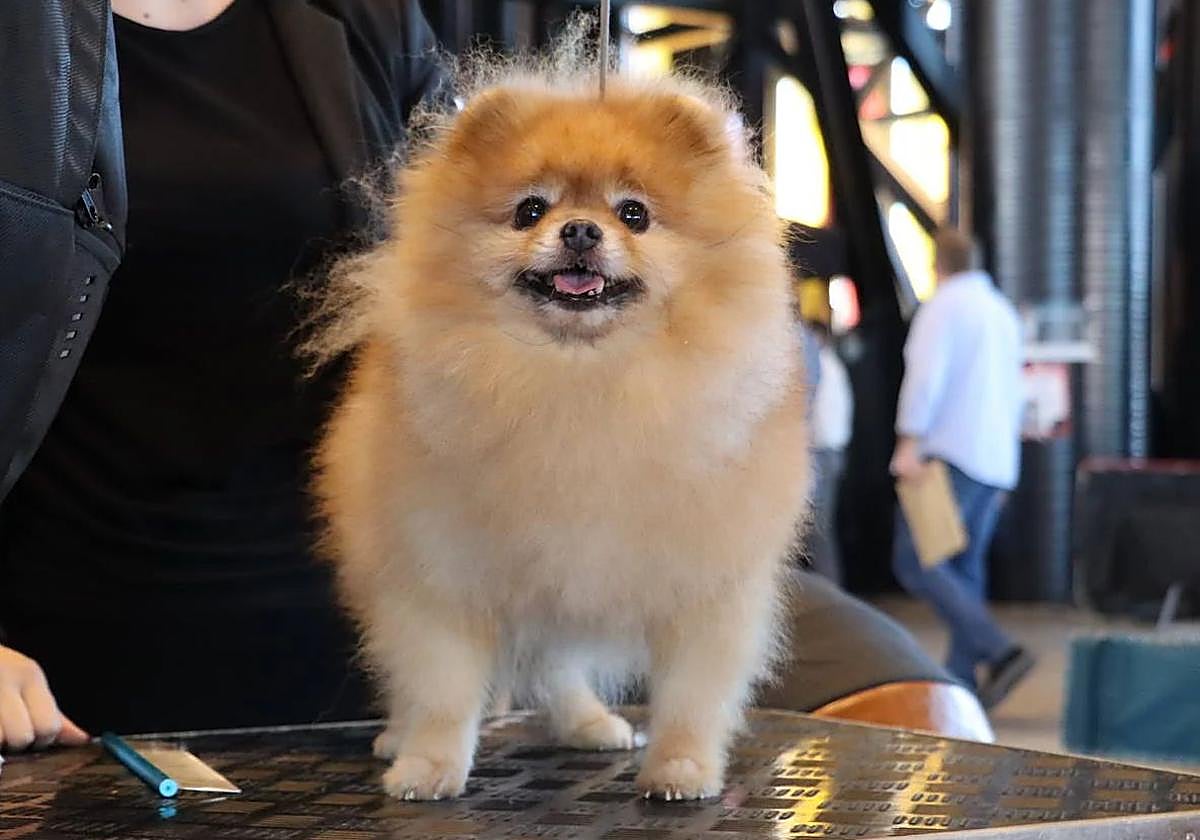 Astorga acoge el gran evento nacional de razas de perro españolas ...