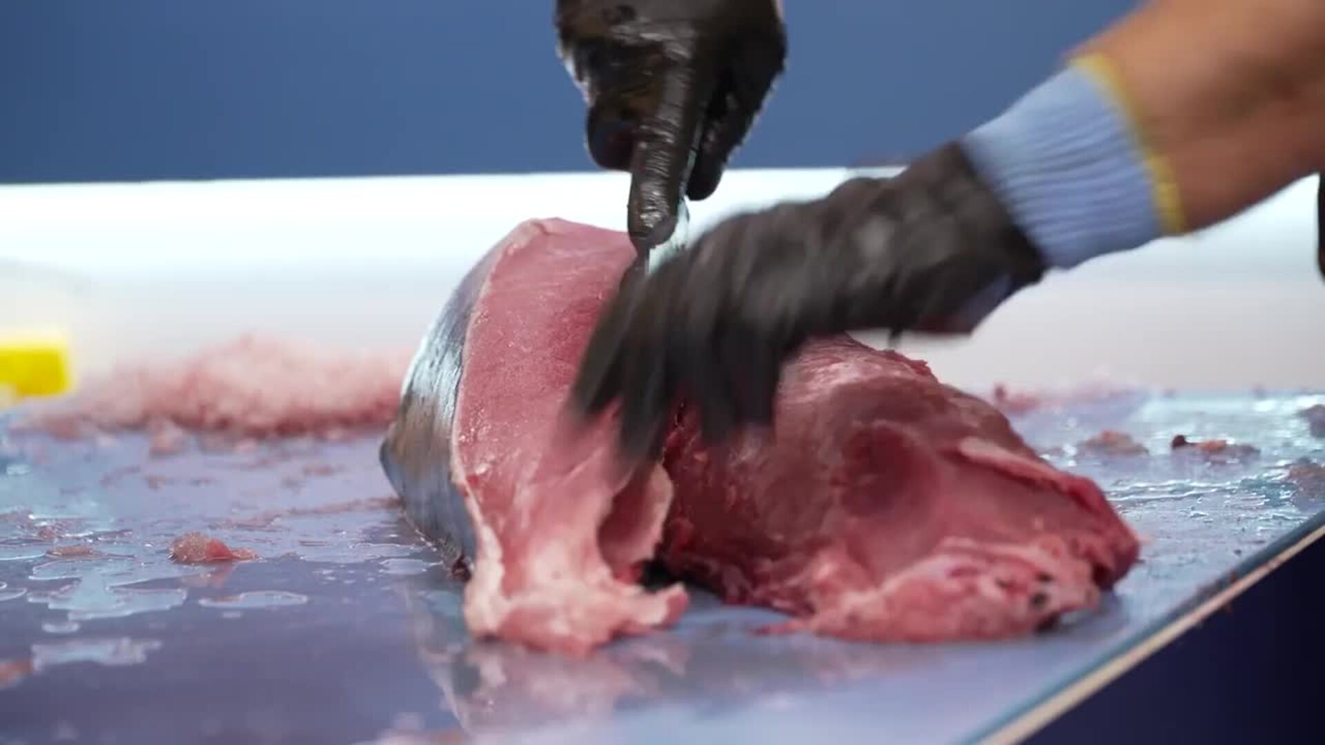 Exhibiciones de ronqueo de atún rojo para aprender una técnica ...