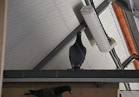 León y la fábrica de palomas mensajeras (y campeonas) | leonoticias.com