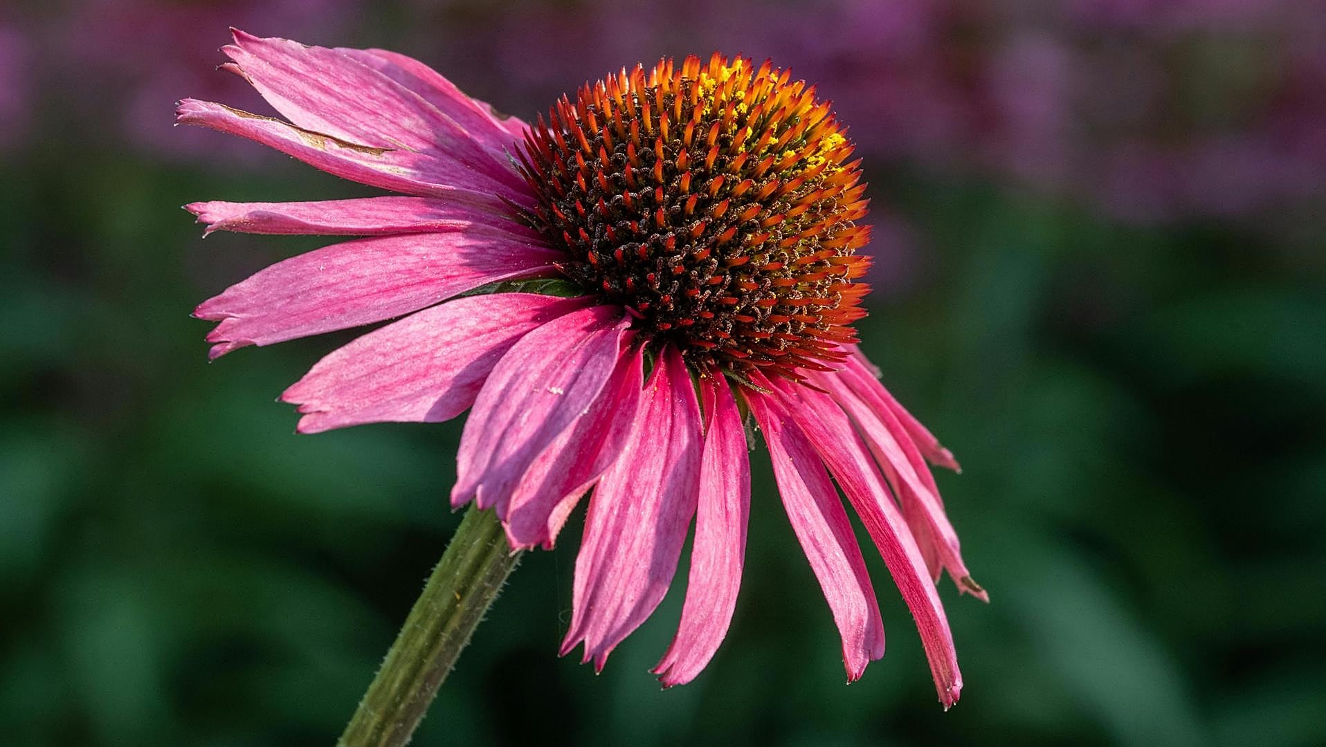 Parece una margarita, pero no lo es: esta es la flor favorita de los ...