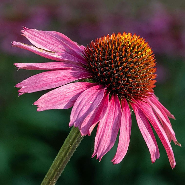 Parece una margarita, pero no lo es: esta es la flor favorita de los ...