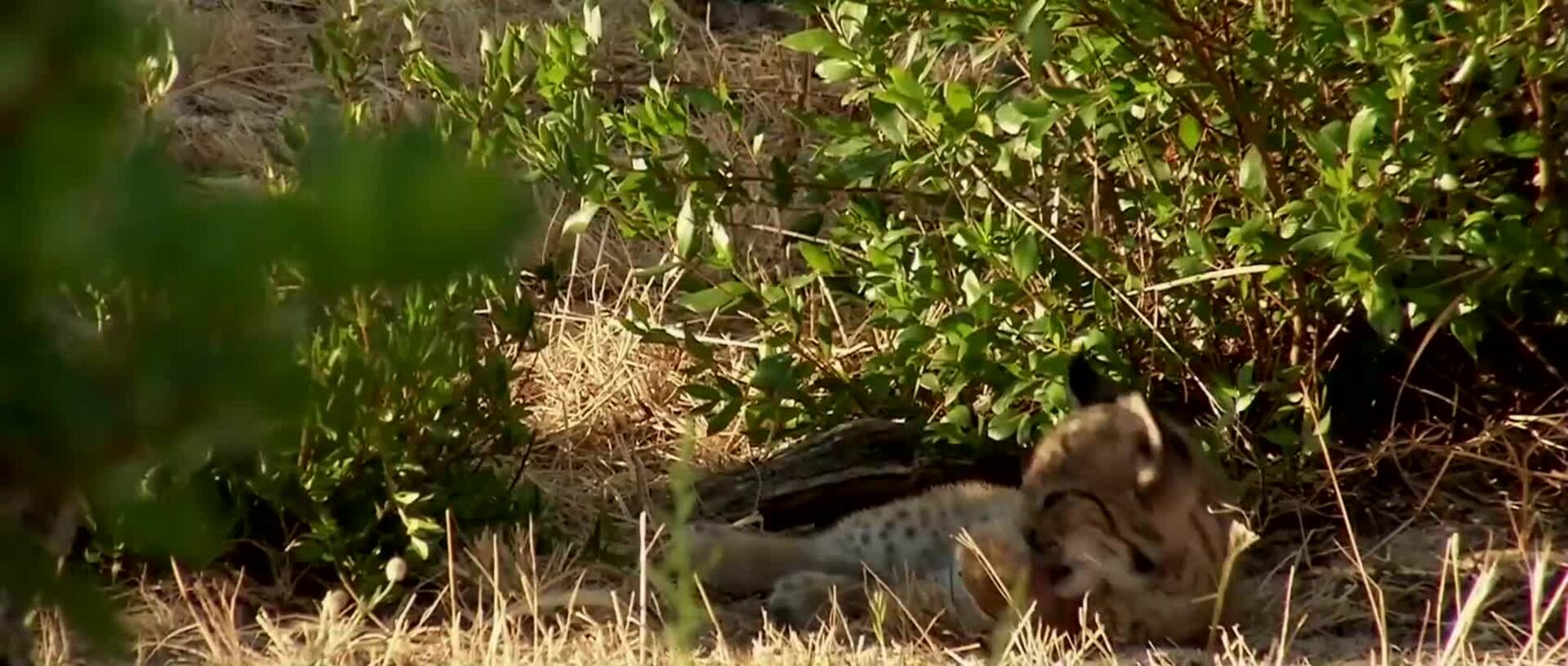 Tráiler 'Iberia, naturaleza infinita' | El Correo