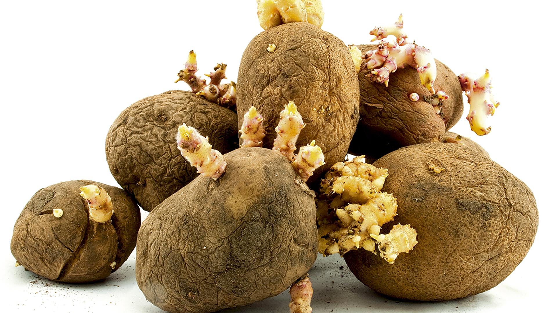 Cuidado con las patatas con brotes, pueden ser tóxicas | El Diario Vasco