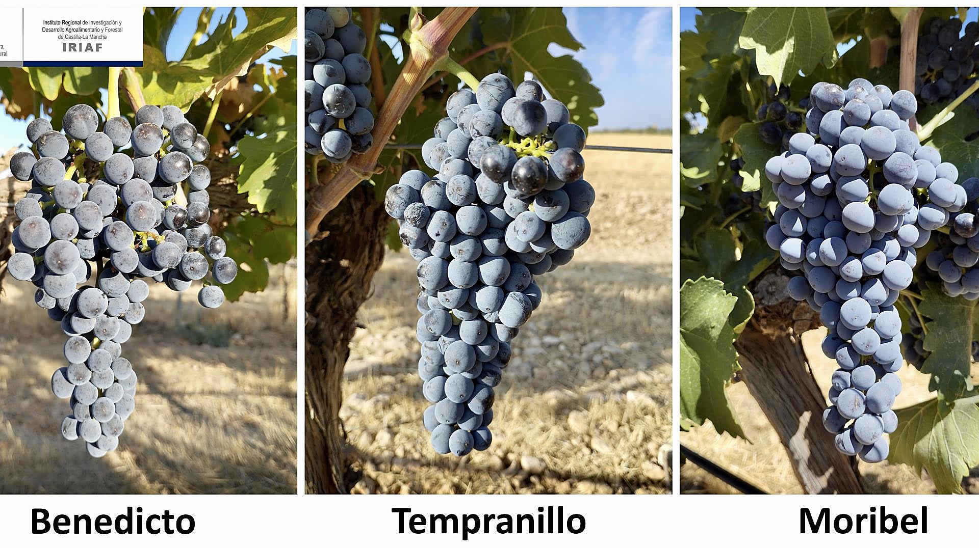 Descubren dos variedades de uva que se adaptan al cambio climático | BURGOSconecta