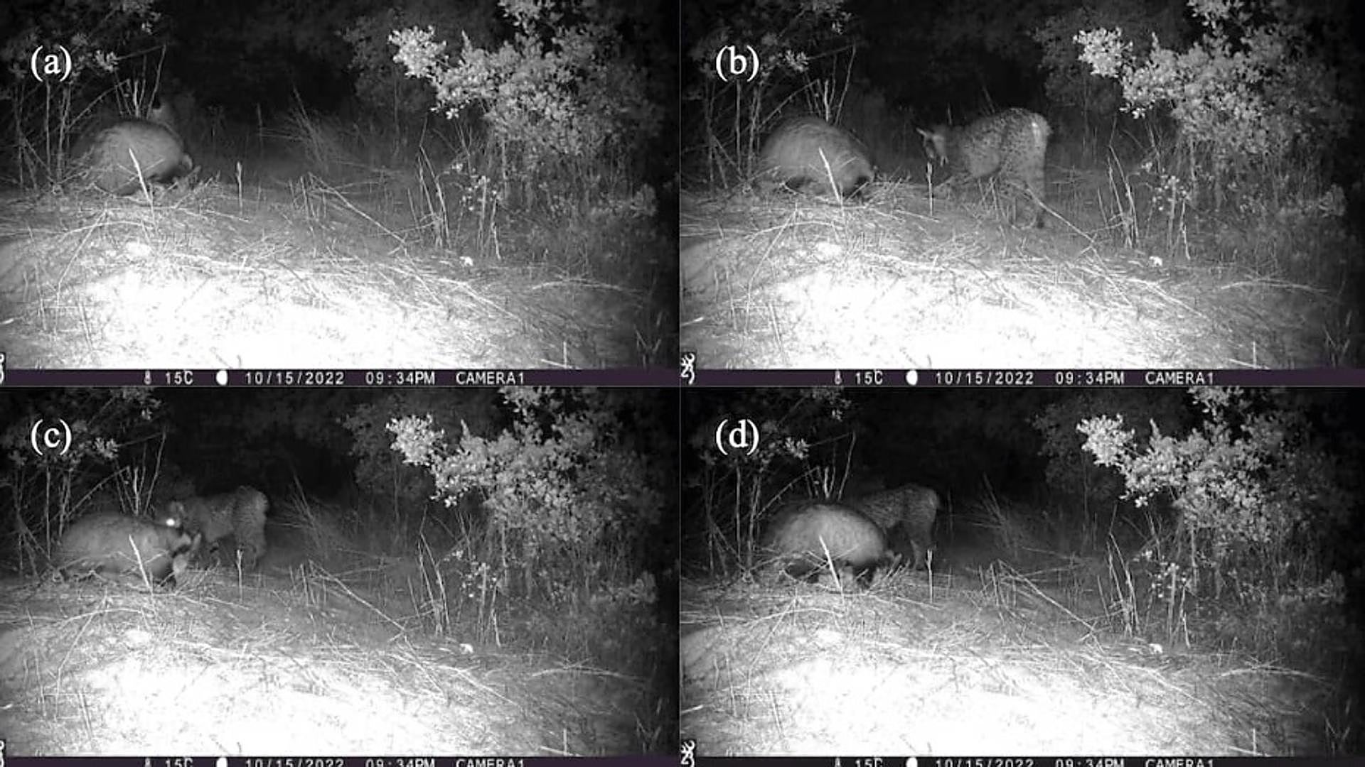 Un estudio científico demuestra que el lince y el tejón colaboran en ...