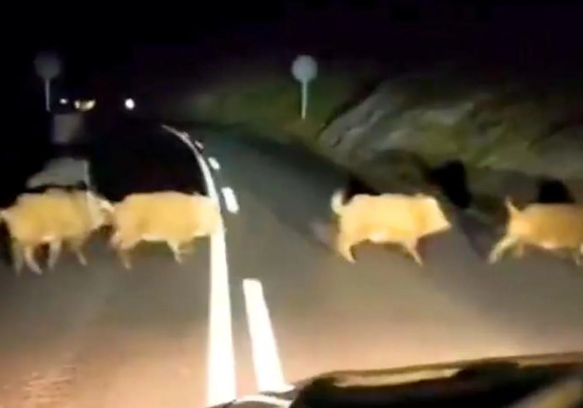 Alzira Resident Dies After Car Collides with Wild Boar | TodoAlicante