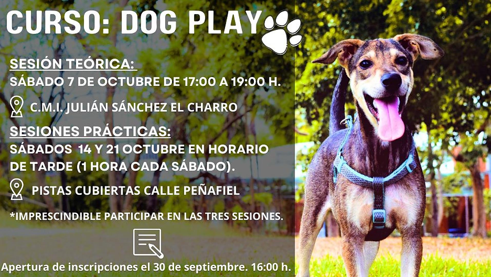 'Dog play', un curso para favorecer la educación y resposabilidad de ...