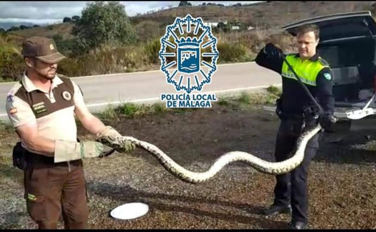 This is the moment a three-metre-long python was safely captured by ...